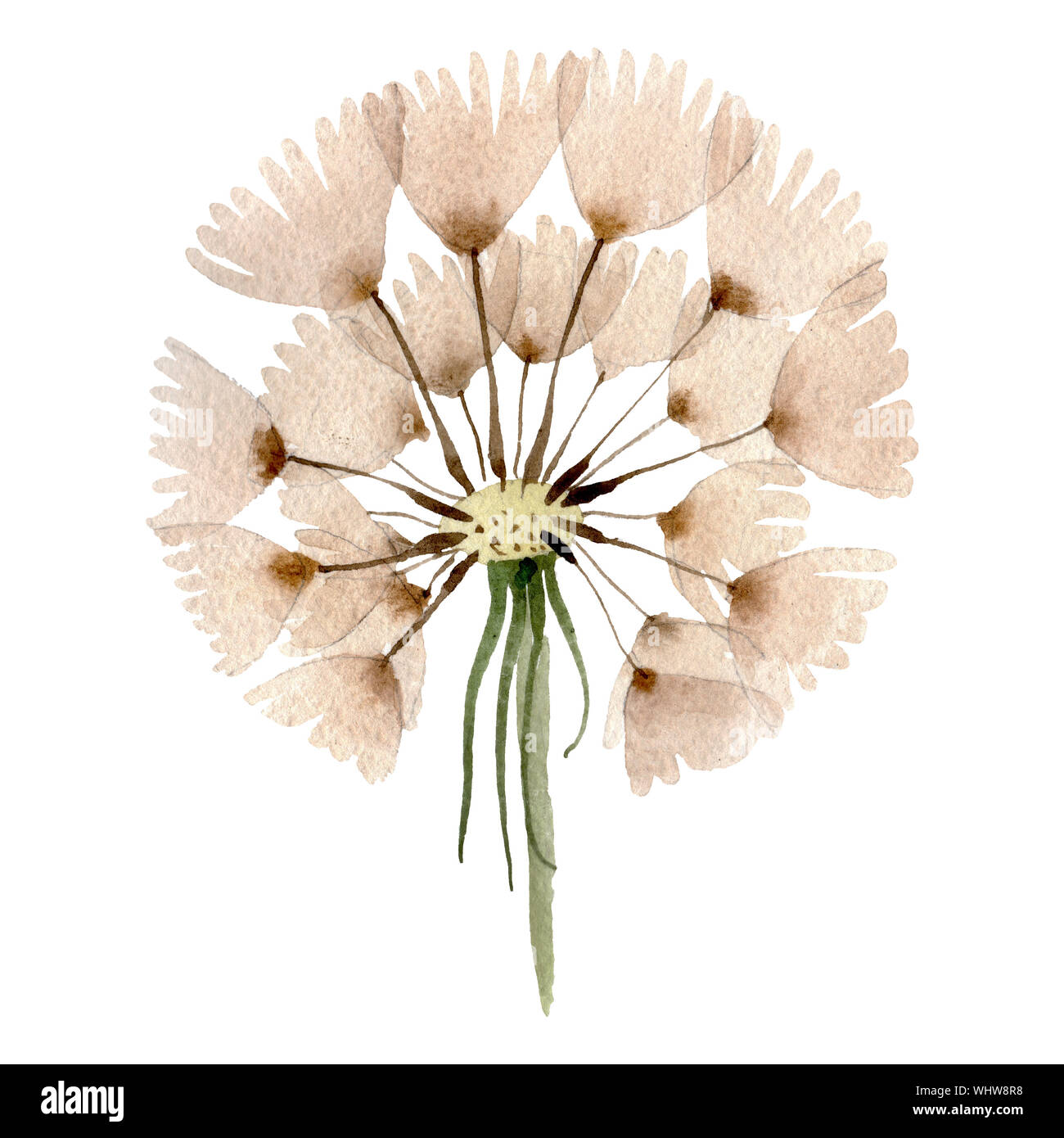 Dandelion blowball with seeds. Watercolor background illustration set ...
