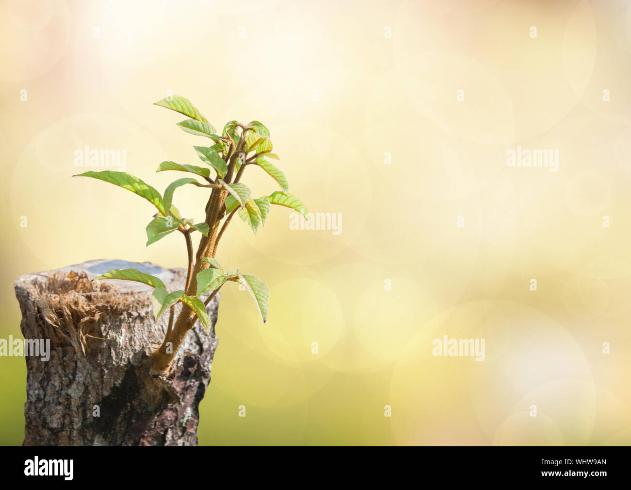 New development and renewal as a business concept of emerging ...