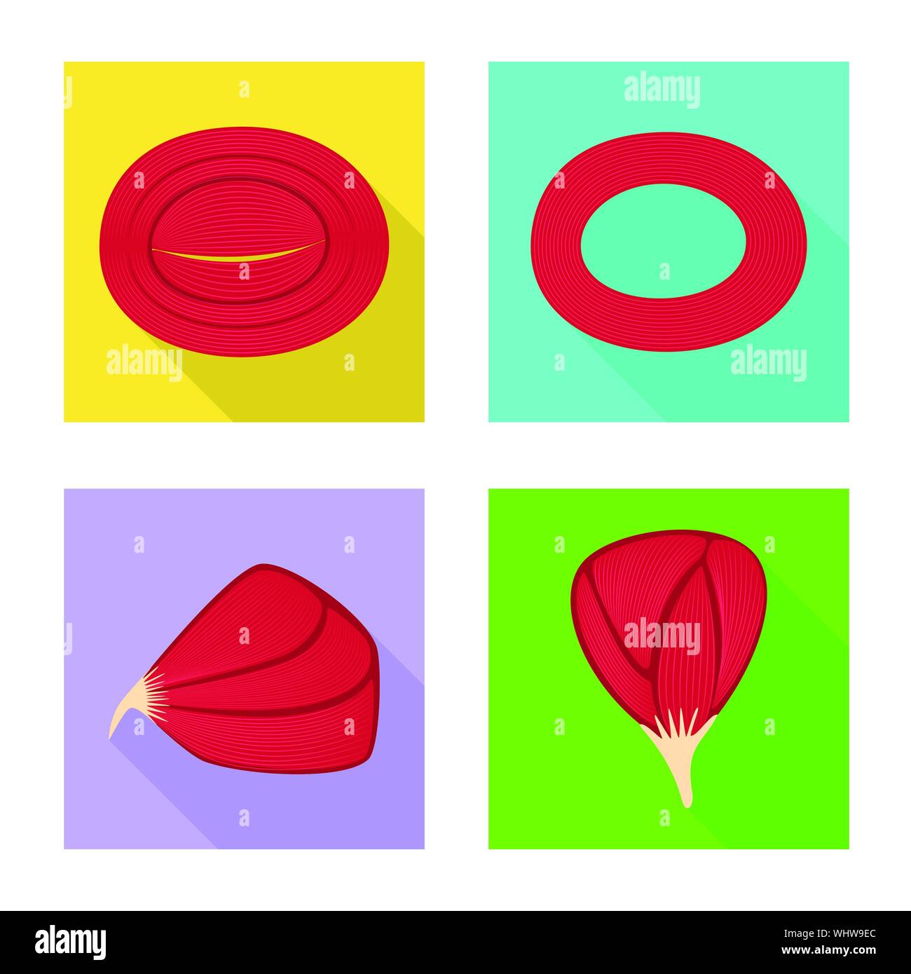 Isolated object of muscle and cells icon. Collection of muscle and ...