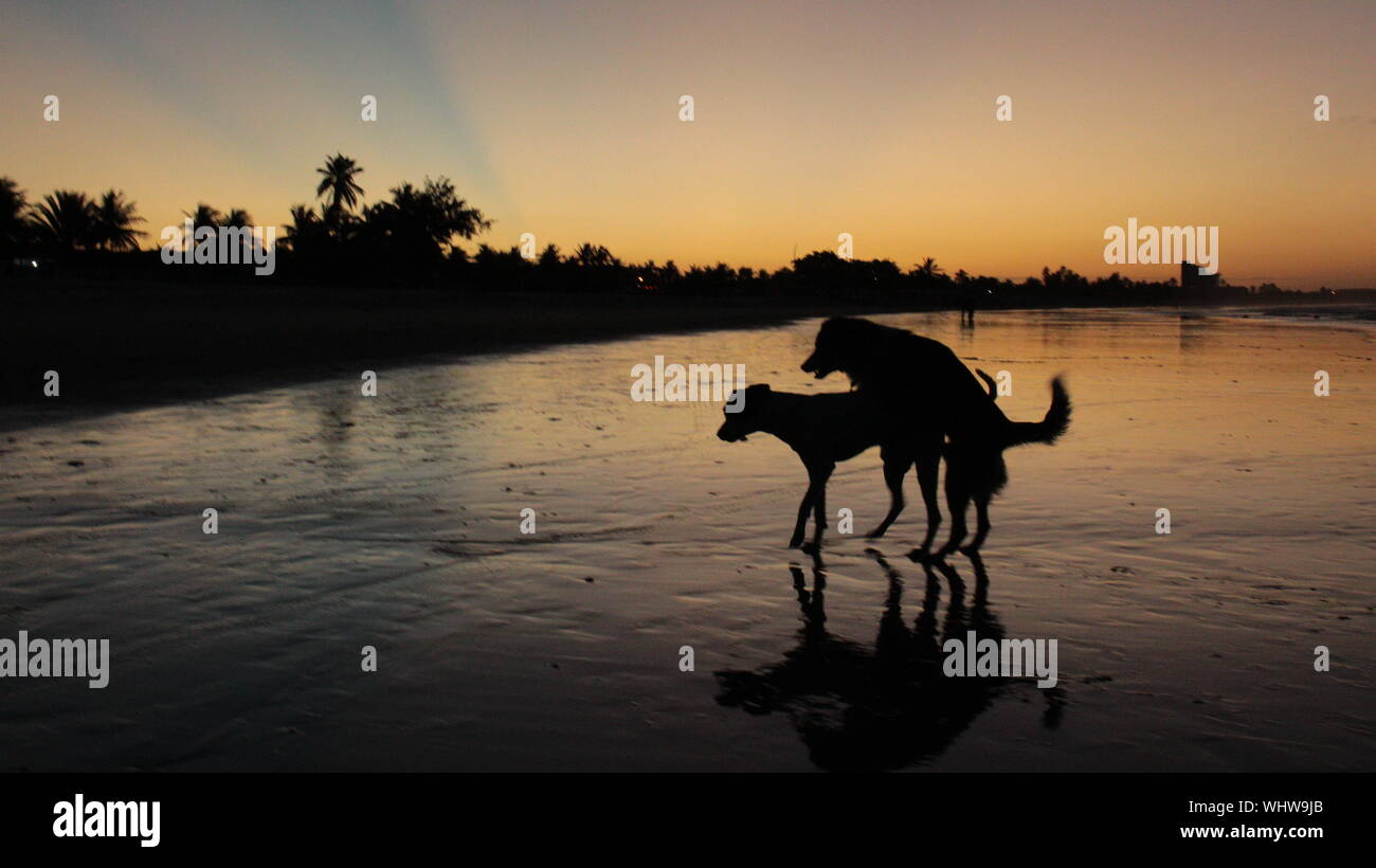 Dogs mating hi-res stock photography and images - Alamy