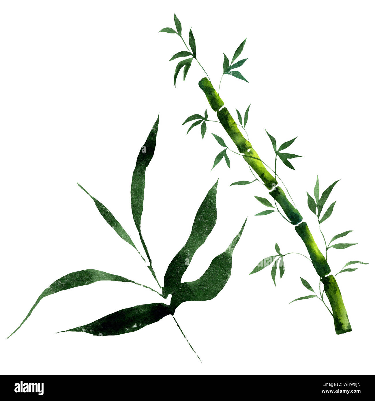 Bamboo green leaves and stalks. Watercolor background illustration set ...