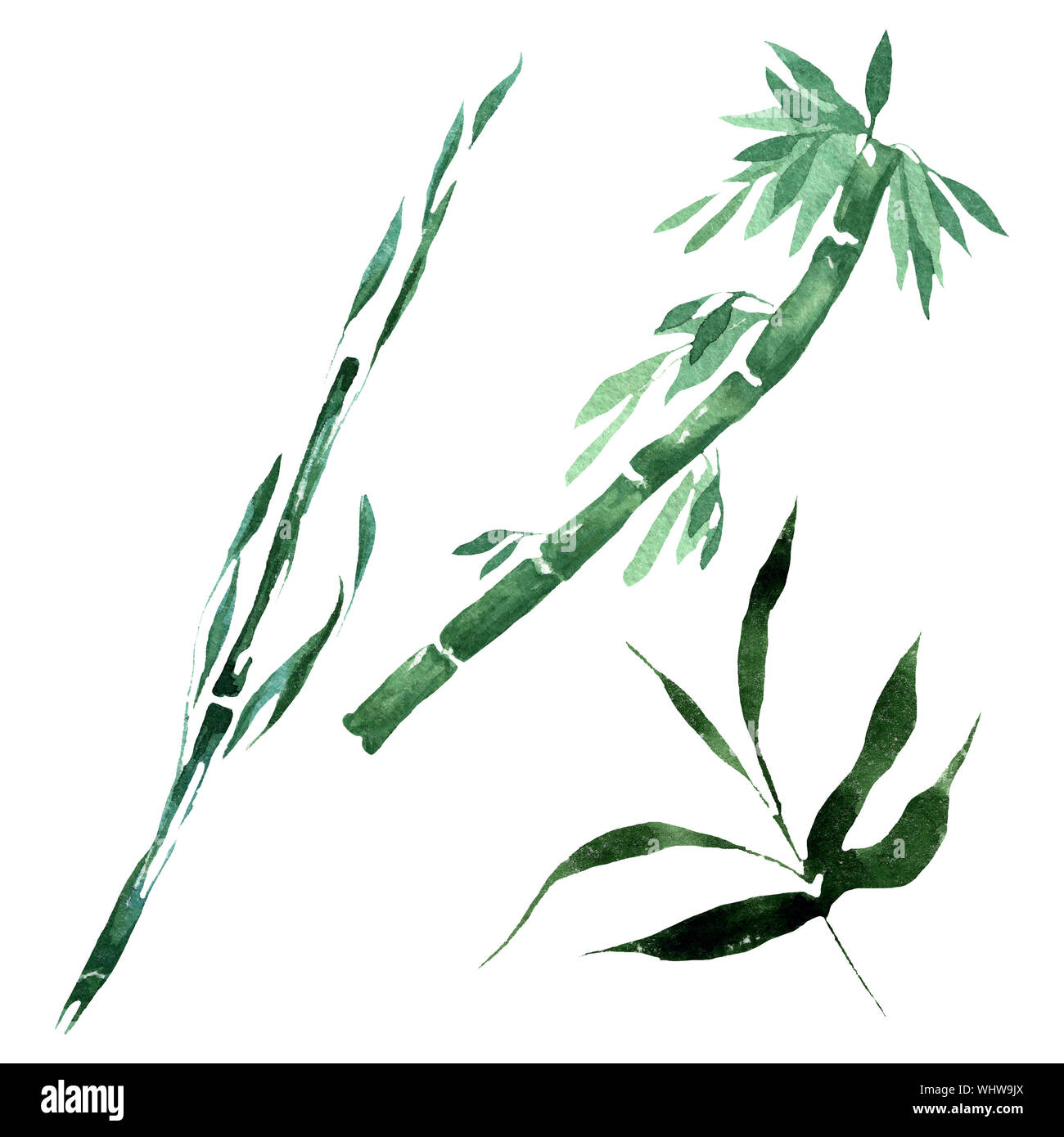 Bamboo green leaves and stalks. Watercolor background illustration set ...