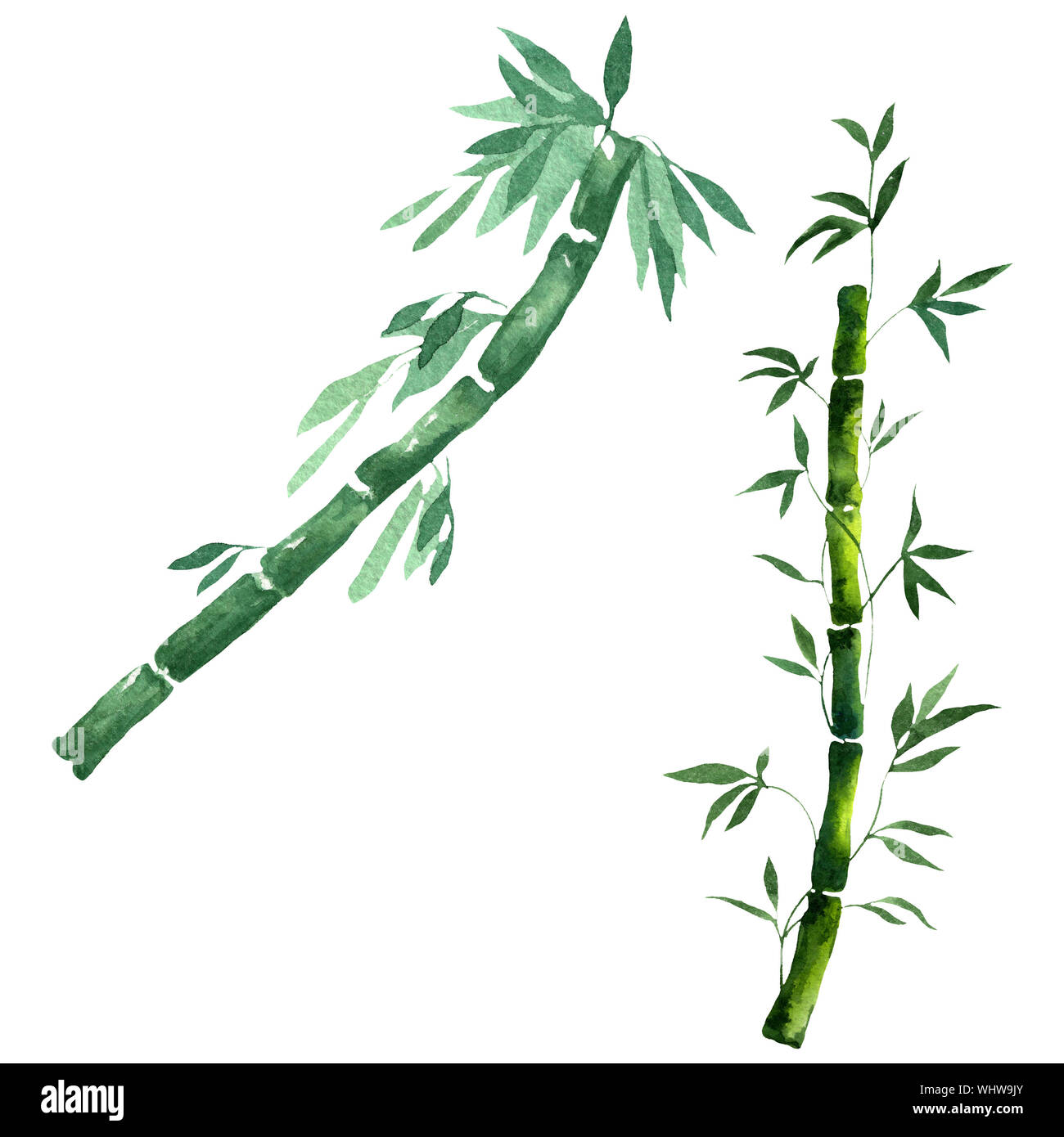 Bamboo green leaves and stalks. Watercolor background illustration set ...