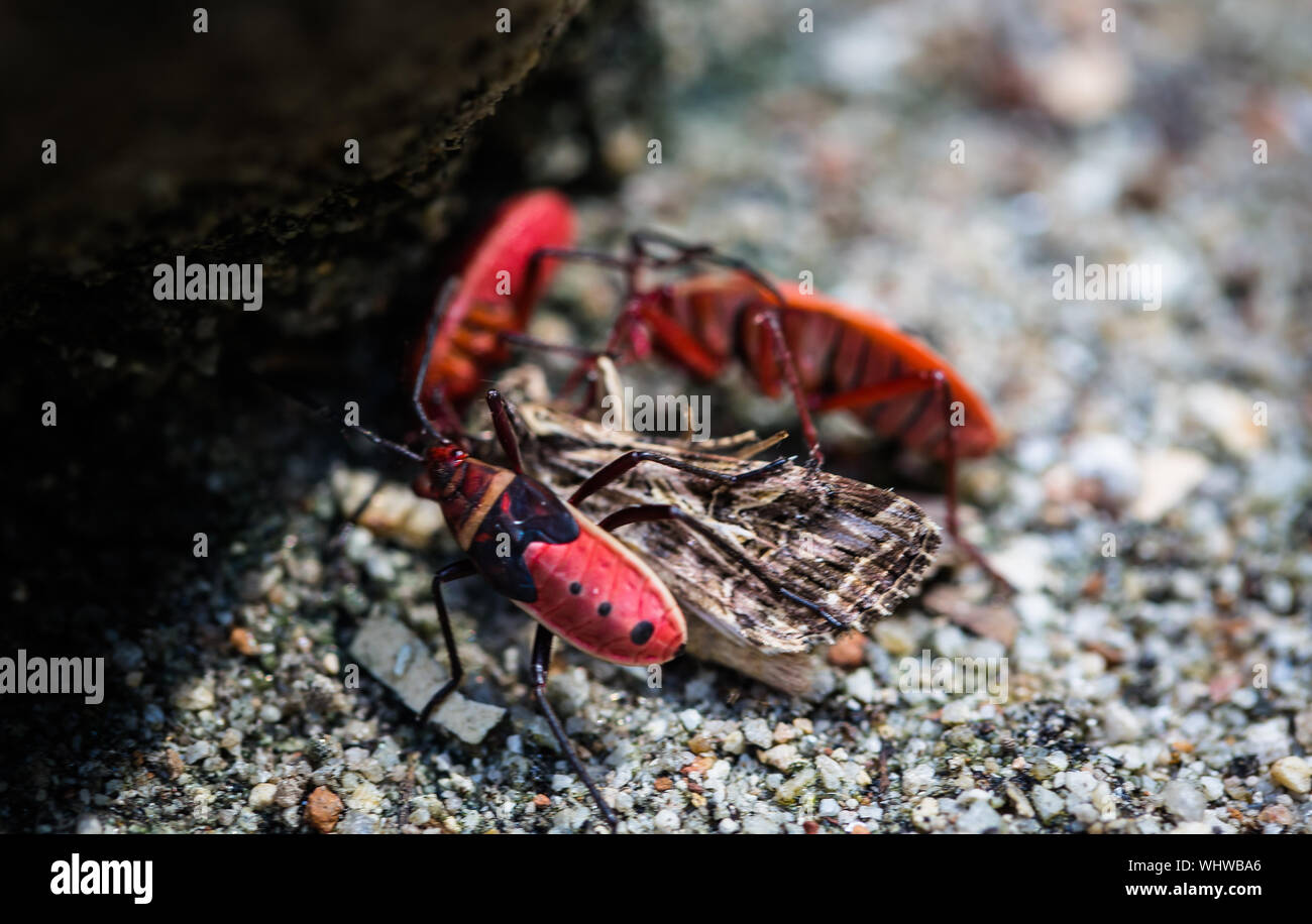 Insects of butterfly hi-res stock photography and images - Alamy