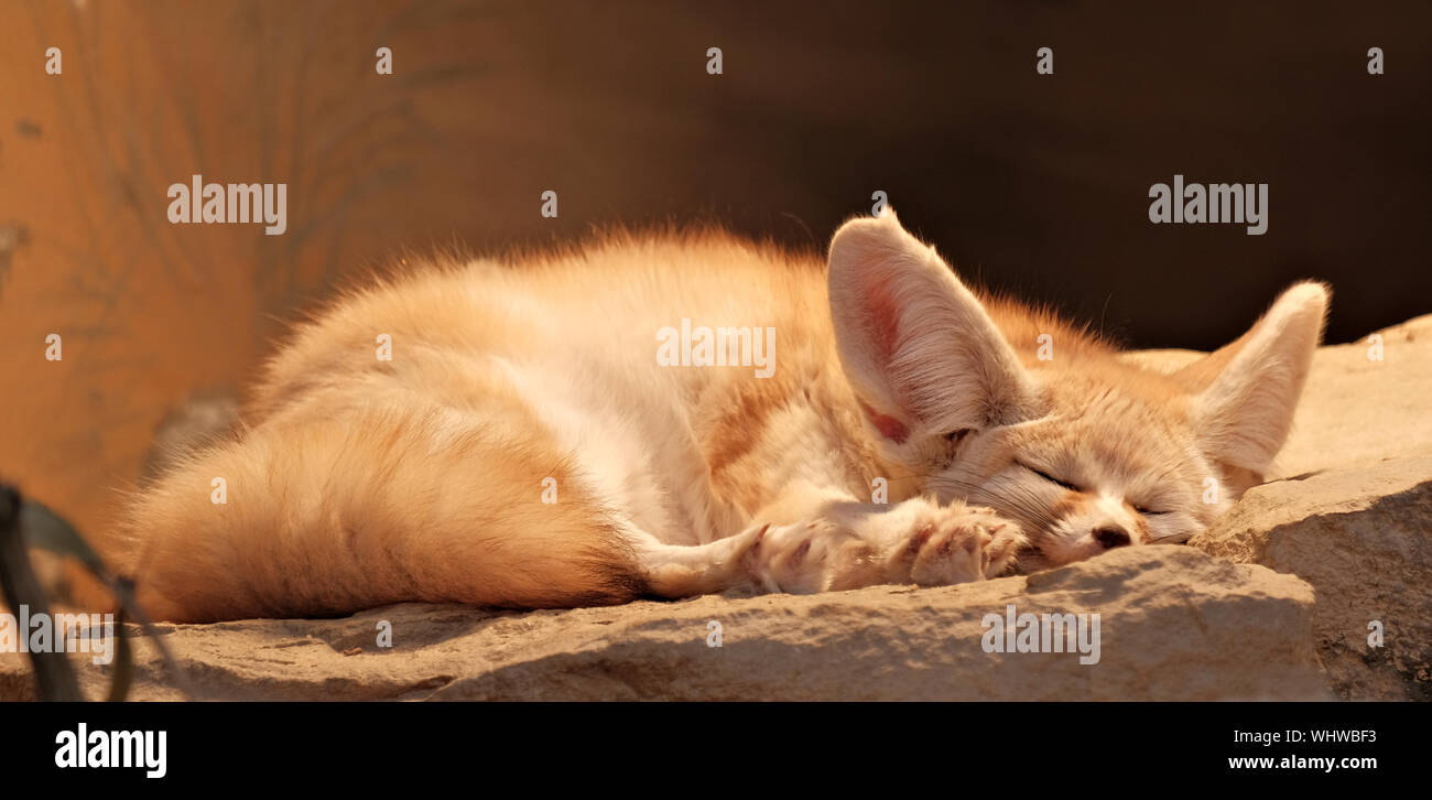 Fennec fox sleeping hi-res stock photography and images - Alamy