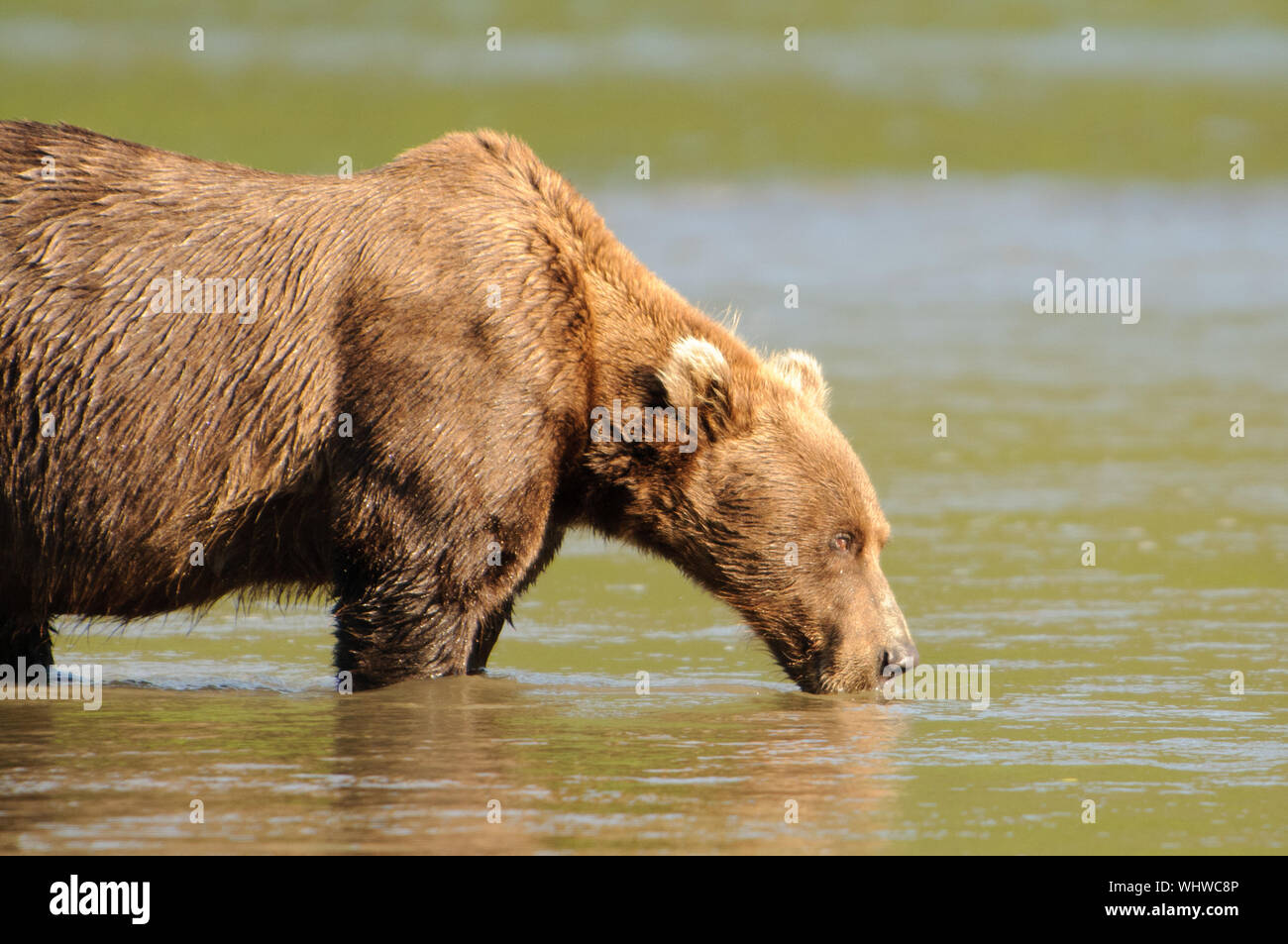 Bear Drinking Water High Resolution Stock Photography and Images - Alamy
