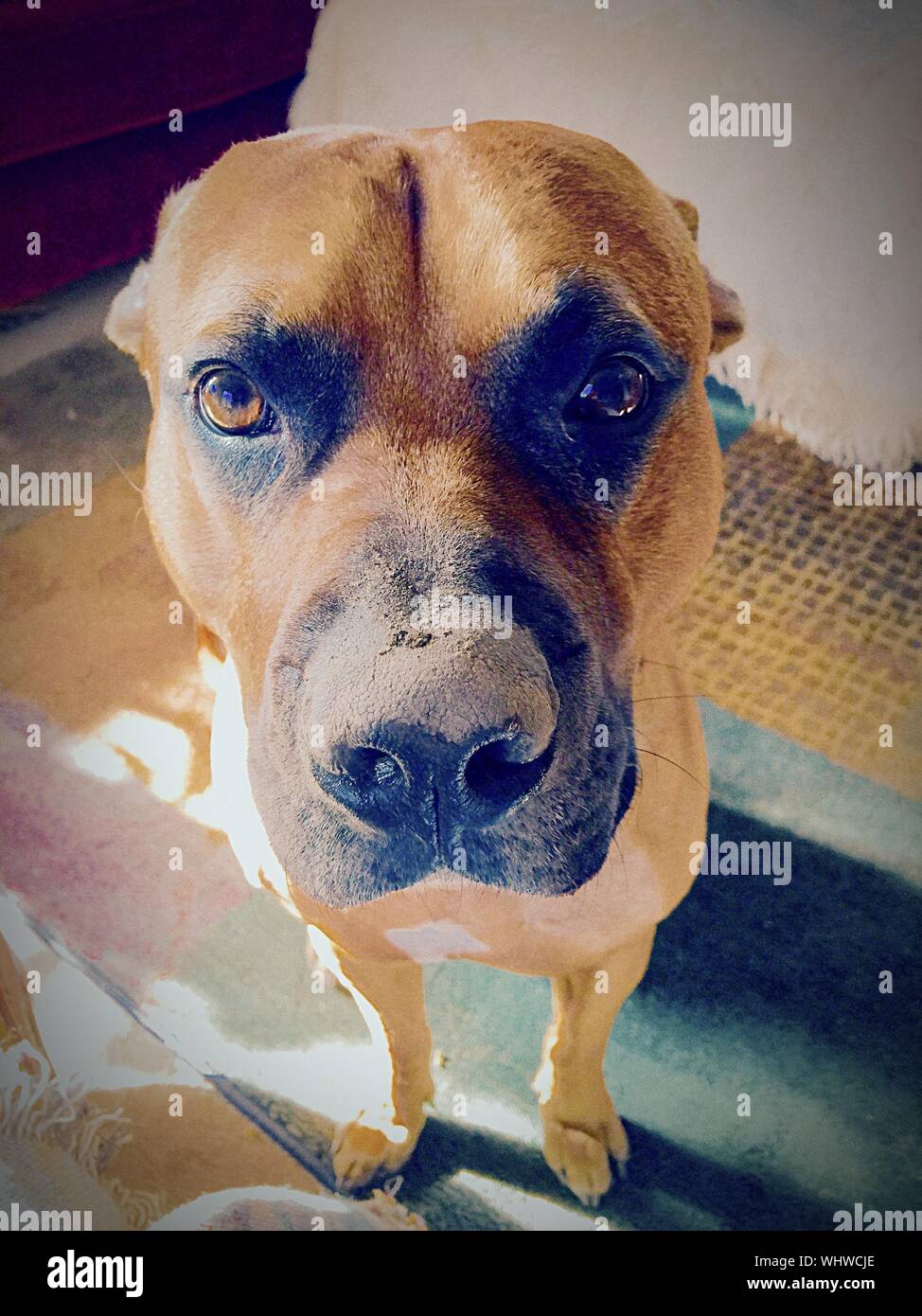 Close up dog face hi-res stock photography and images - Alamy