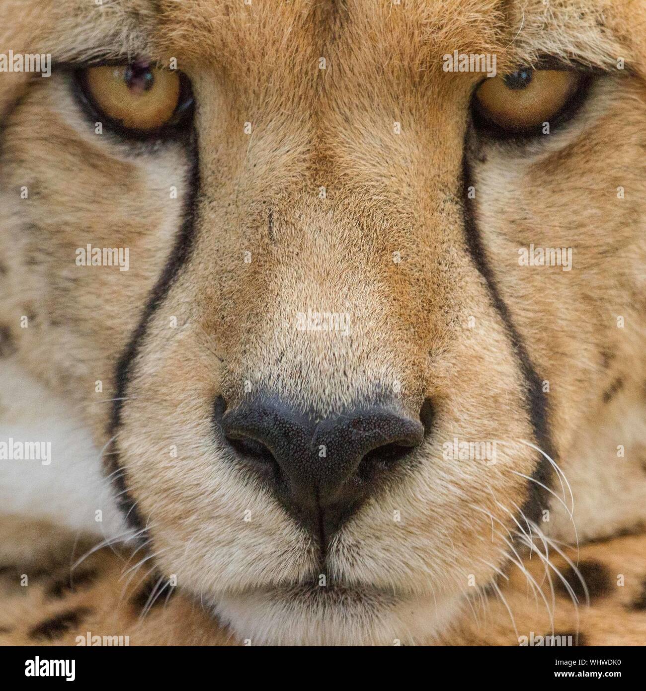 Cheetah nose hi-res stock photography and images - Alamy