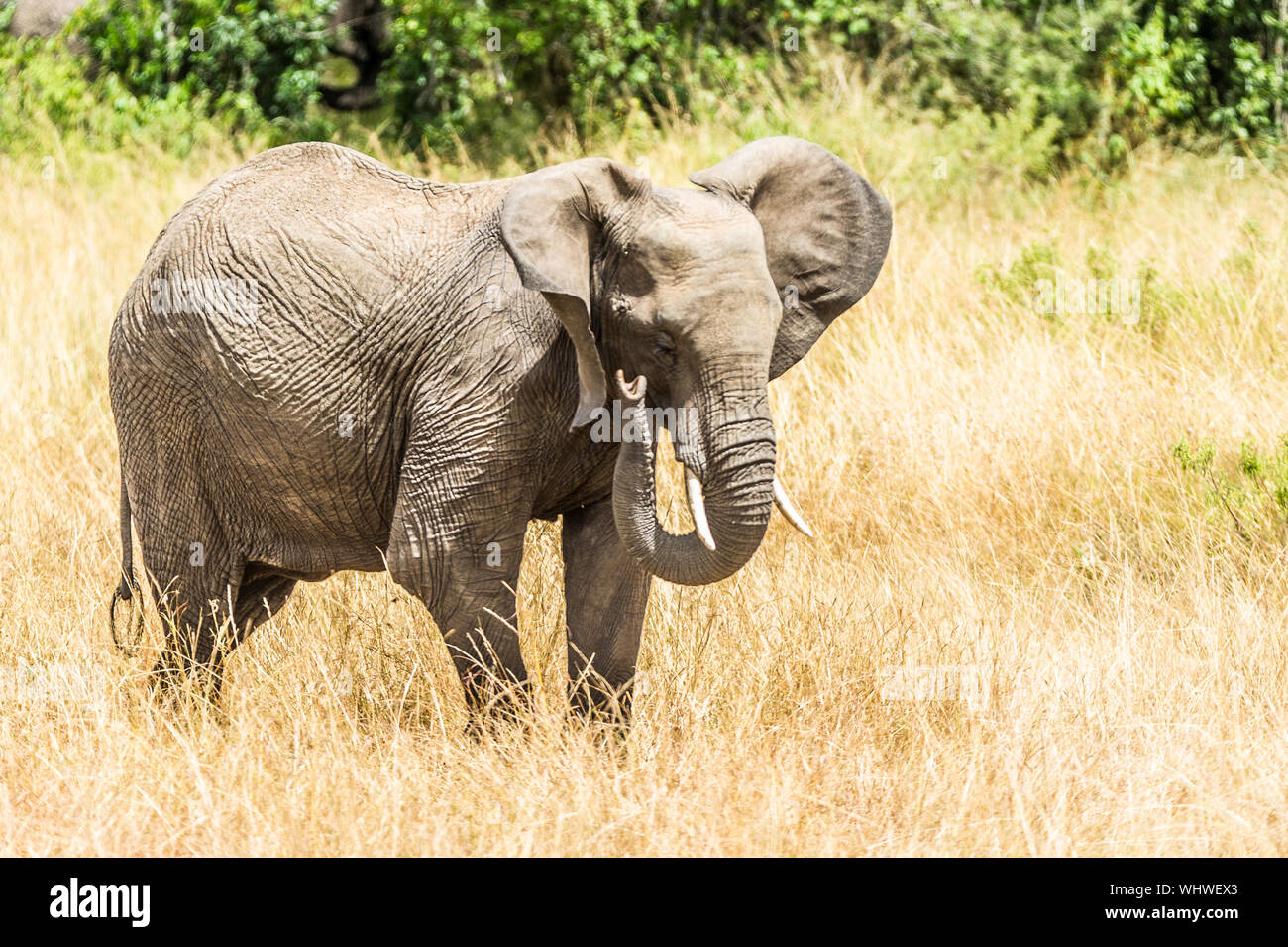 Elephant and tree hi-res stock photography and images - Alamy