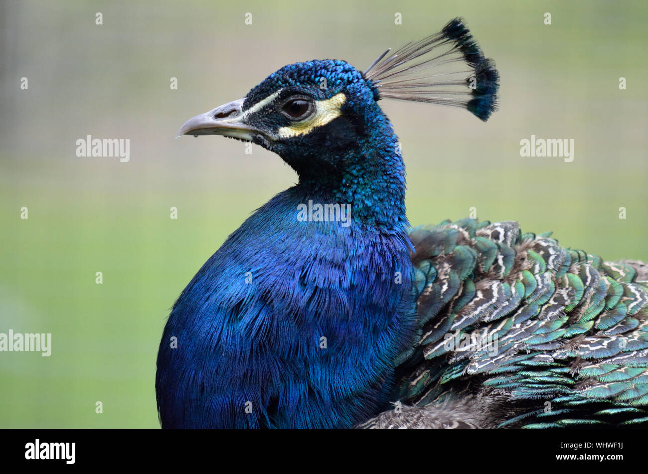 Side of peacock hi-res stock photography and images - Alamy