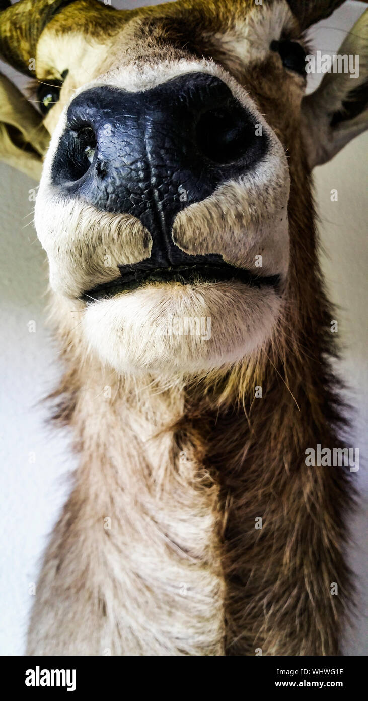 Mounted Trophy High Resolution Stock Photography and Images - Alamy