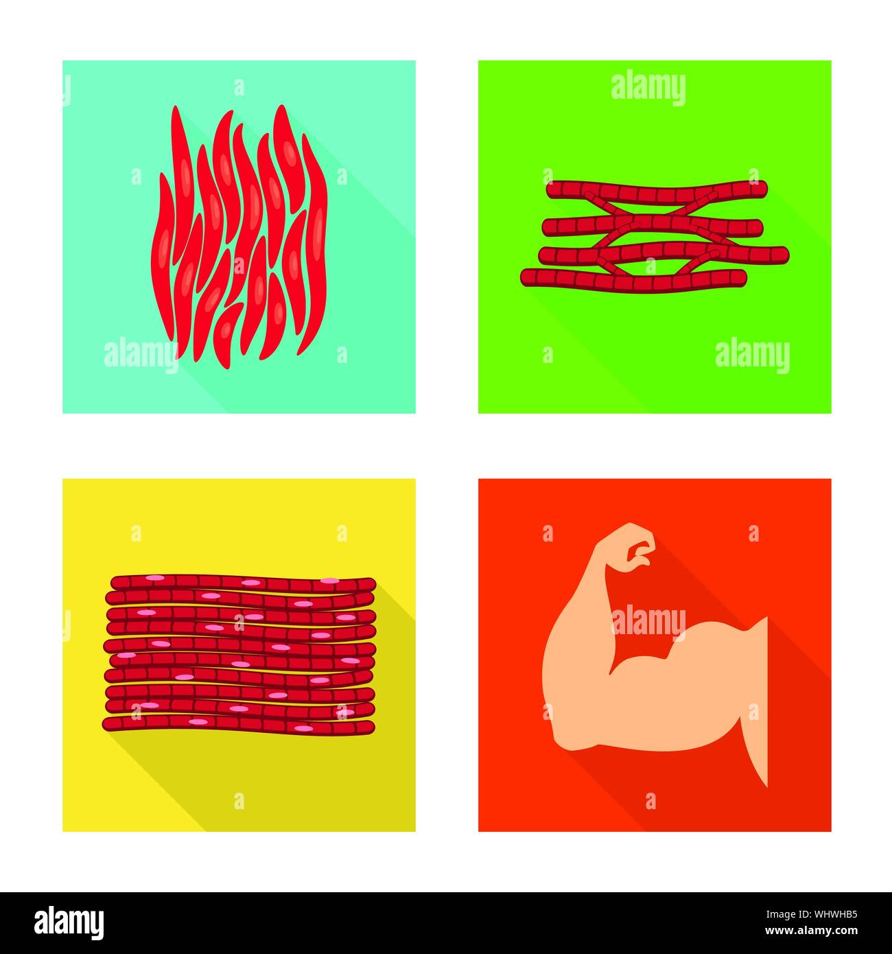 Vector design of muscle and cells logo. Set of muscle and anatomy ...