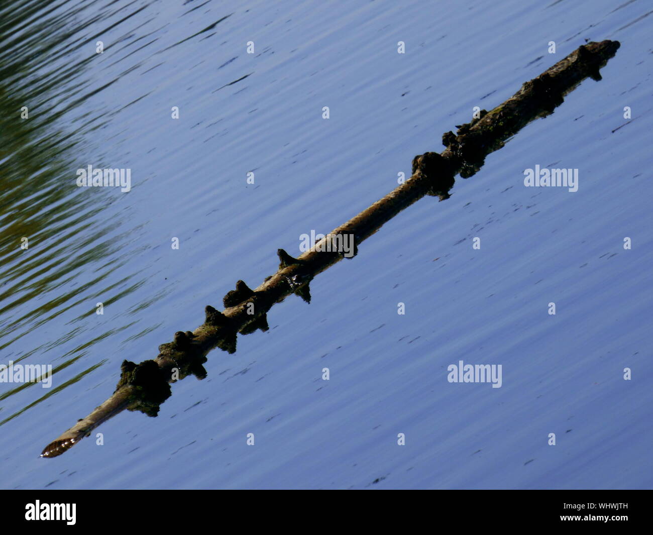 Log Floating High Resolution Stock Photography and Images - Alamy