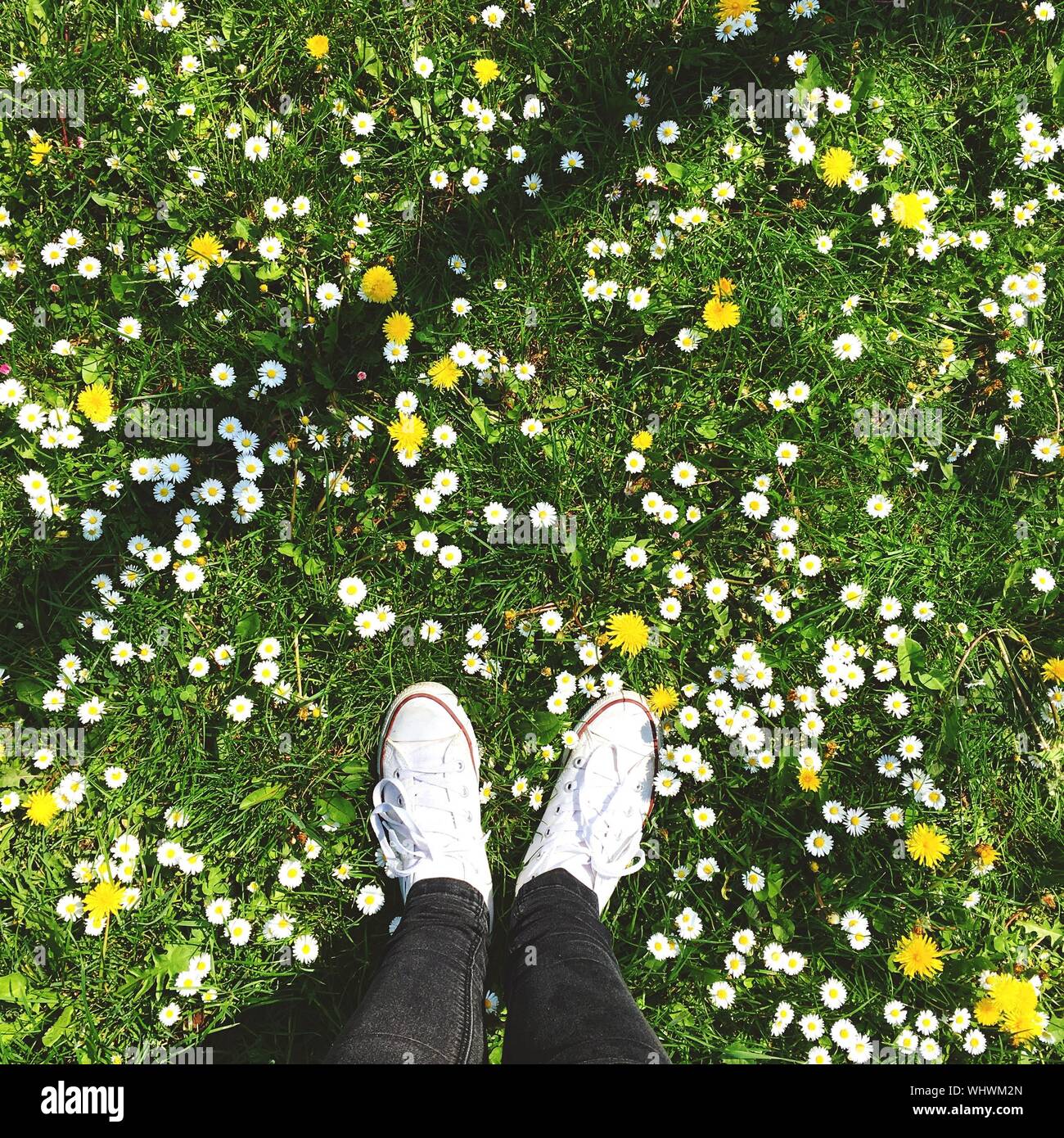 Daisy on shoe hi-res stock photography and images - Alamy