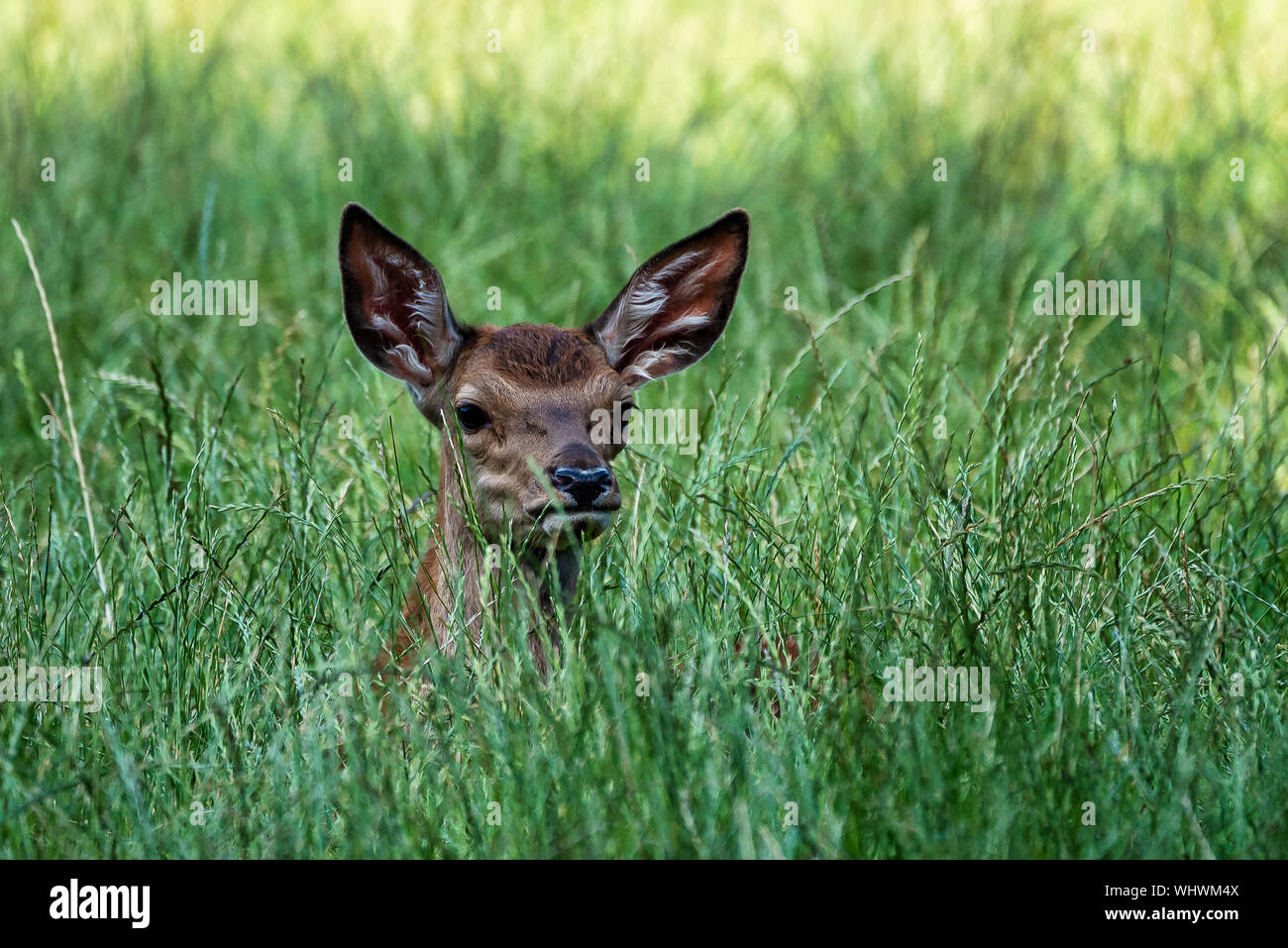 Roe deer spain hi-res stock photography and images - Alamy