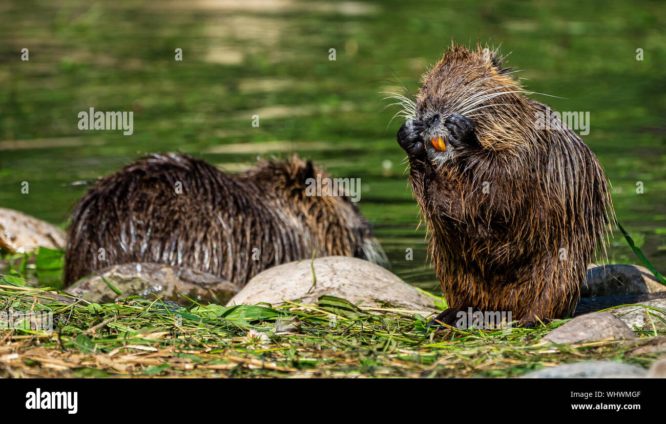 Nutria myocastor coypus is a large hi-res stock photography and images ...