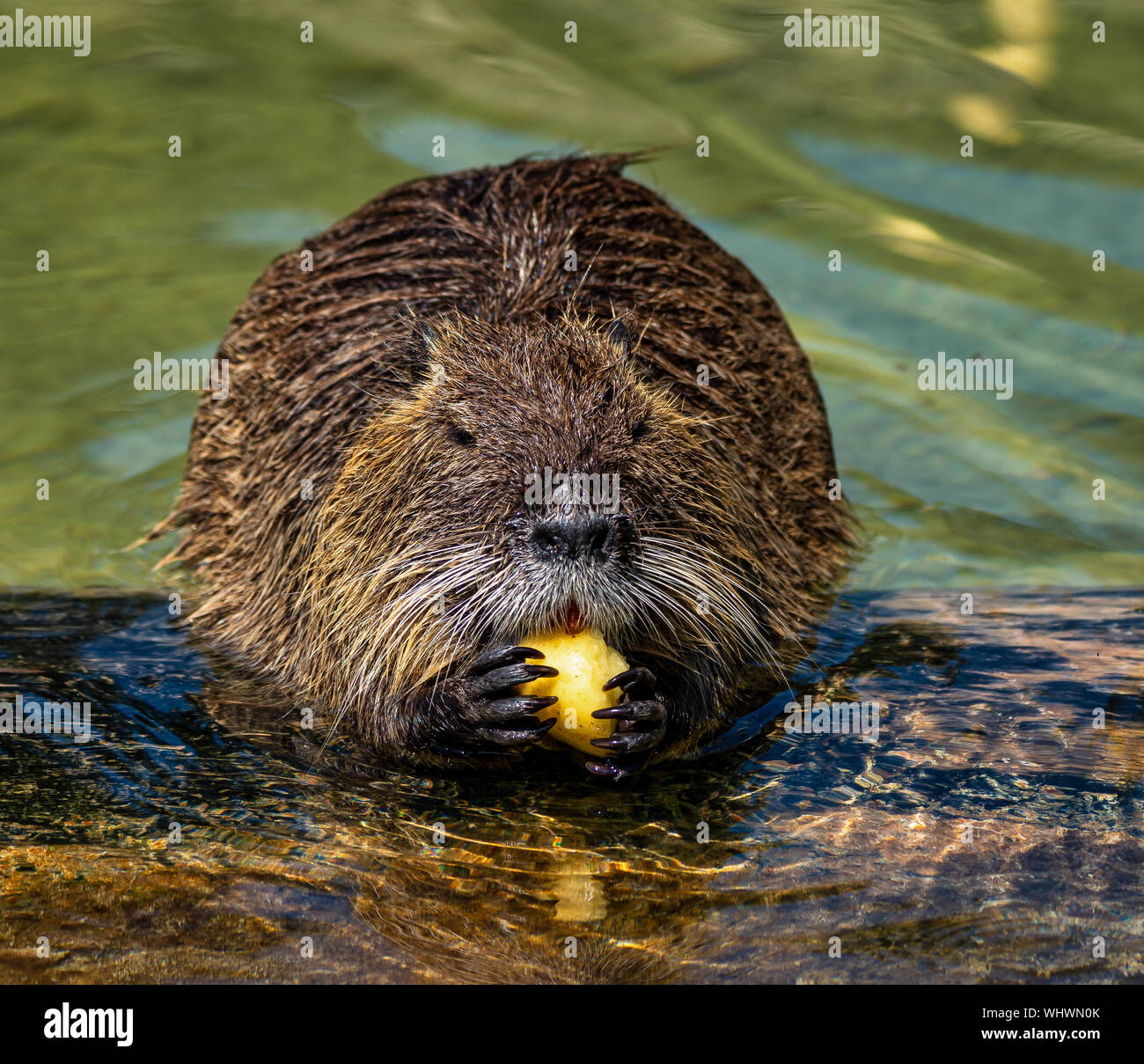 Coypu, Myocastor coypus, also known as river rat or nutria, is a large ...