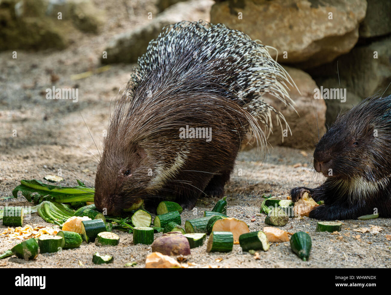 The Indian crested Porcupine, Hystrix indica or Indian porcupine, is a ...