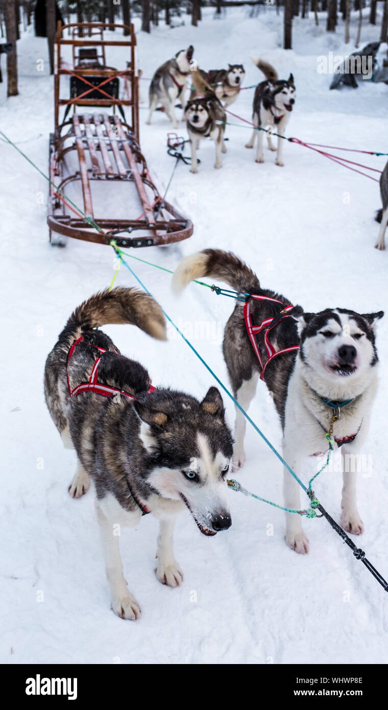 Siberian huskies pulling hi-res stock photography and images - Alamy