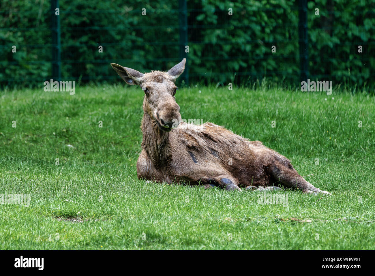 European Moose, Alces alces, also known as the elk. Wild life animal ...