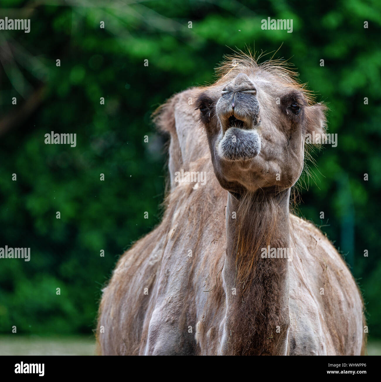 The Bactrian camels, Camelus bactrianus is a large, even-toed ungulate ...