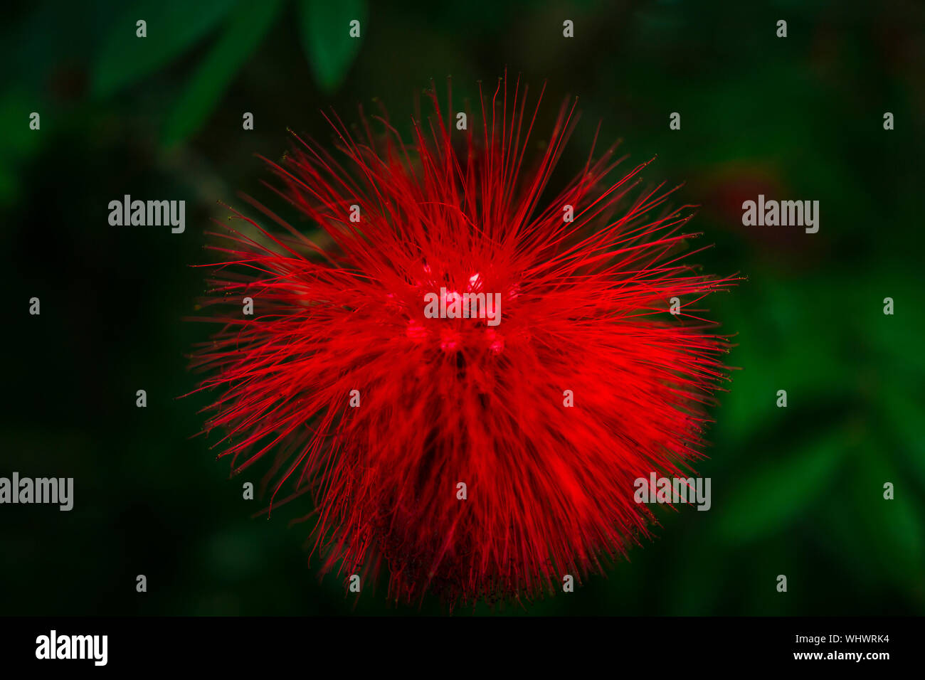 Red spiky flower hi-res stock photography and images - Alamy