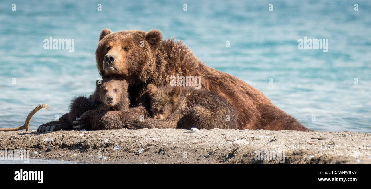 Three bears,beach, hi-res stock photography and images - Alamy