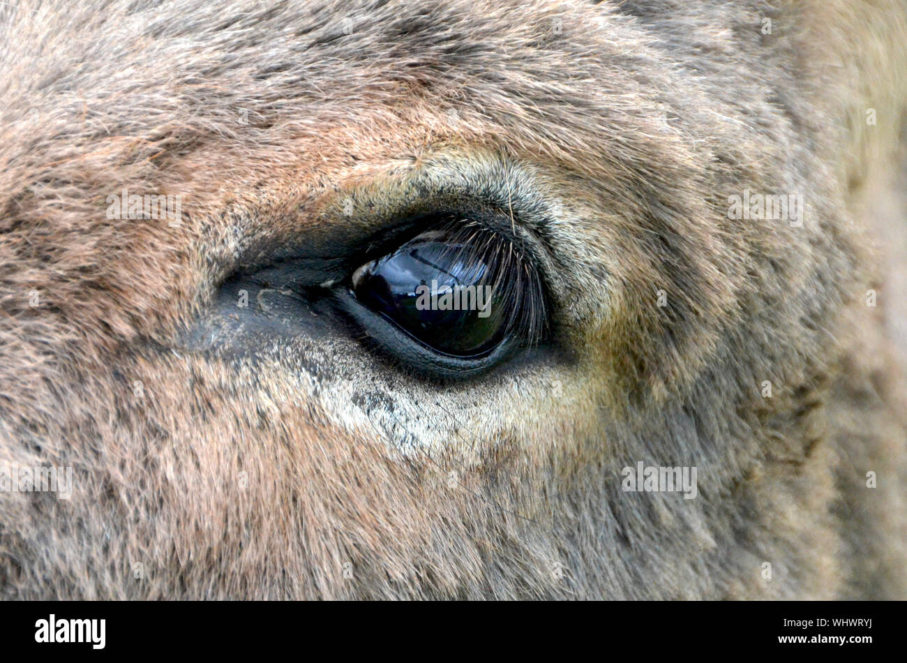 Image donkey hi-res stock photography and images - Alamy