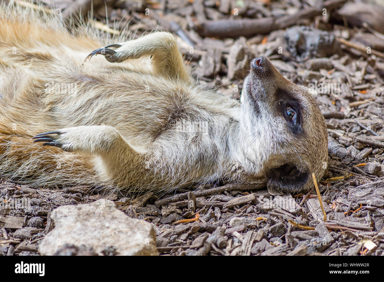 Meerkat lying down hi-res stock photography and images - Alamy