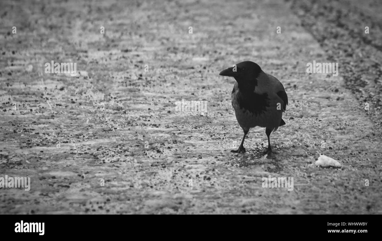 Raven road animal wildlife Black and White Stock Photos & Images - Alamy