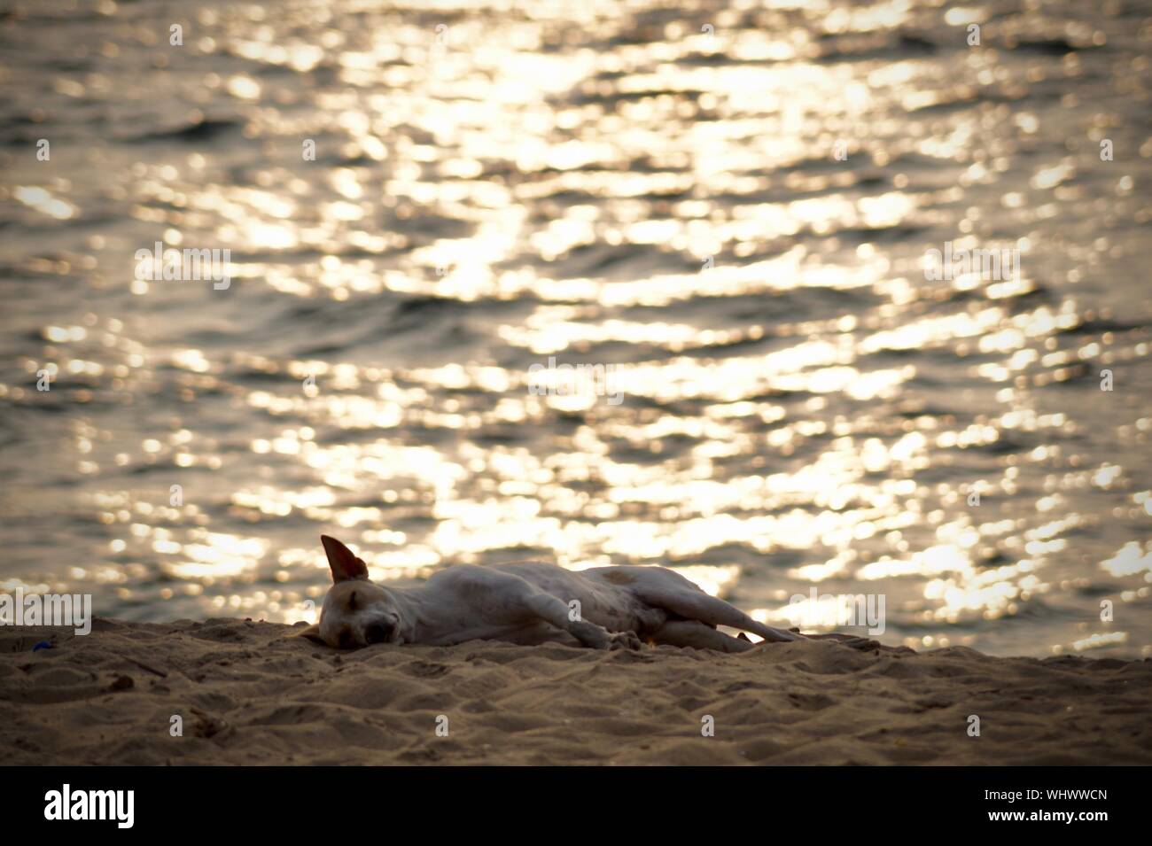 Sleeping dog at the beach hi-res stock photography and images - Alamy