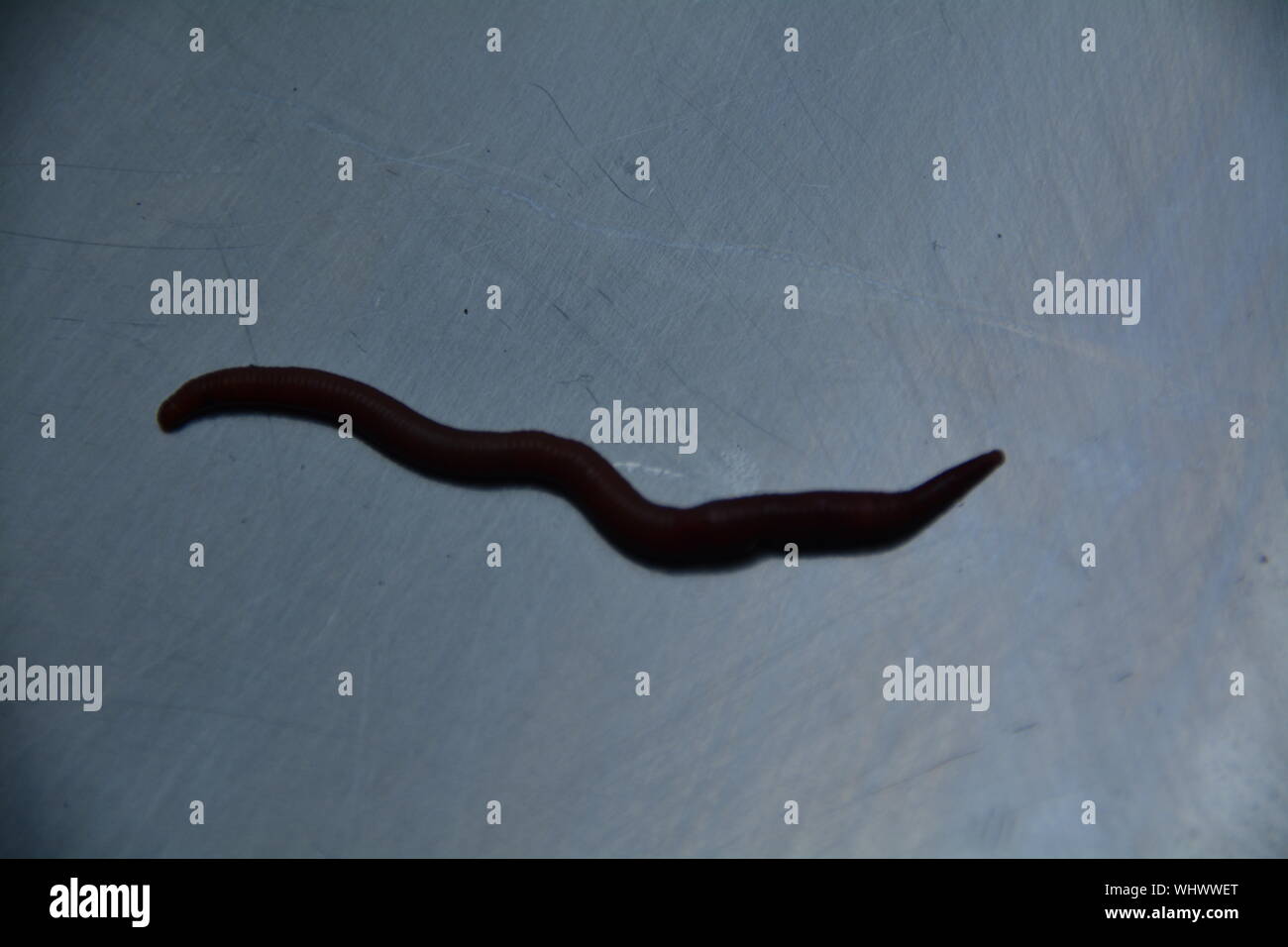 Angle Worm High Resolution Stock Photography and Images - Alamy