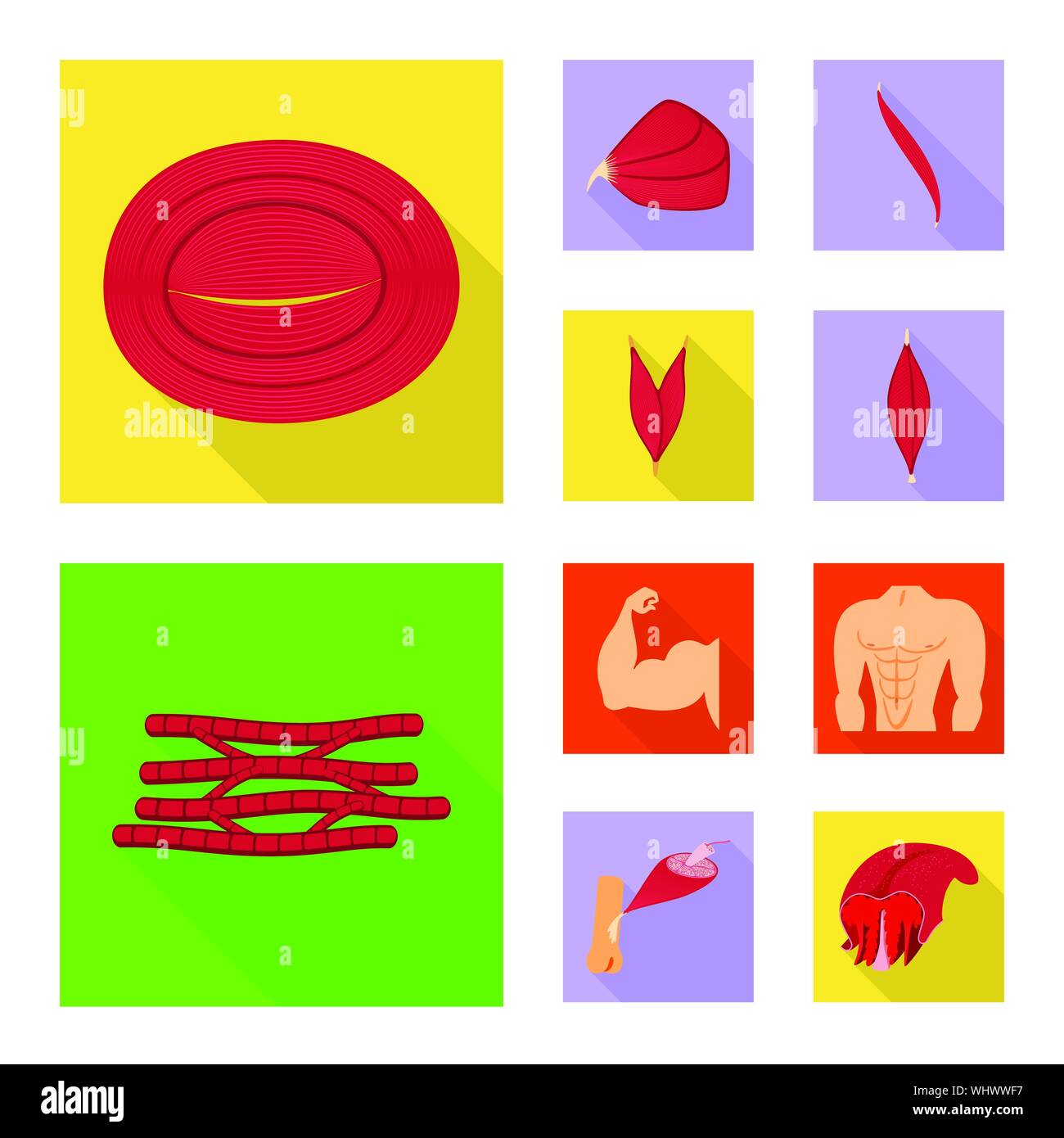 Vector illustration of muscle and cells sign. Collection of muscle and ...