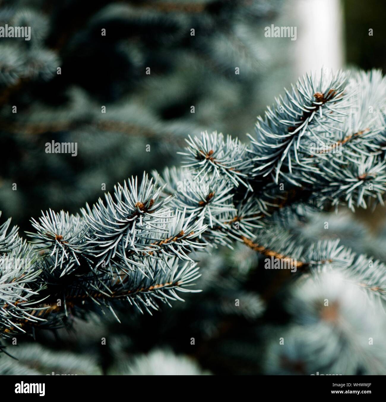 Branches of pine tree hi-res stock photography and images - Alamy