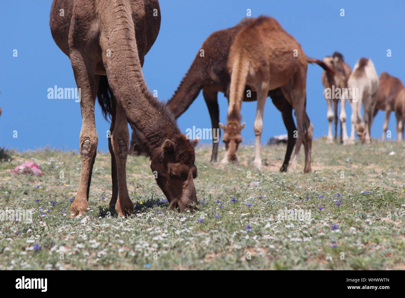 Five Camels High Resolution Stock Photography and Images - Alamy