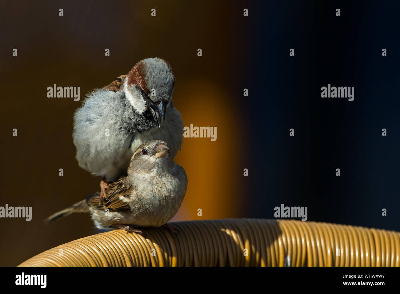 Male and female sparrows hi-res stock photography and images - Alamy