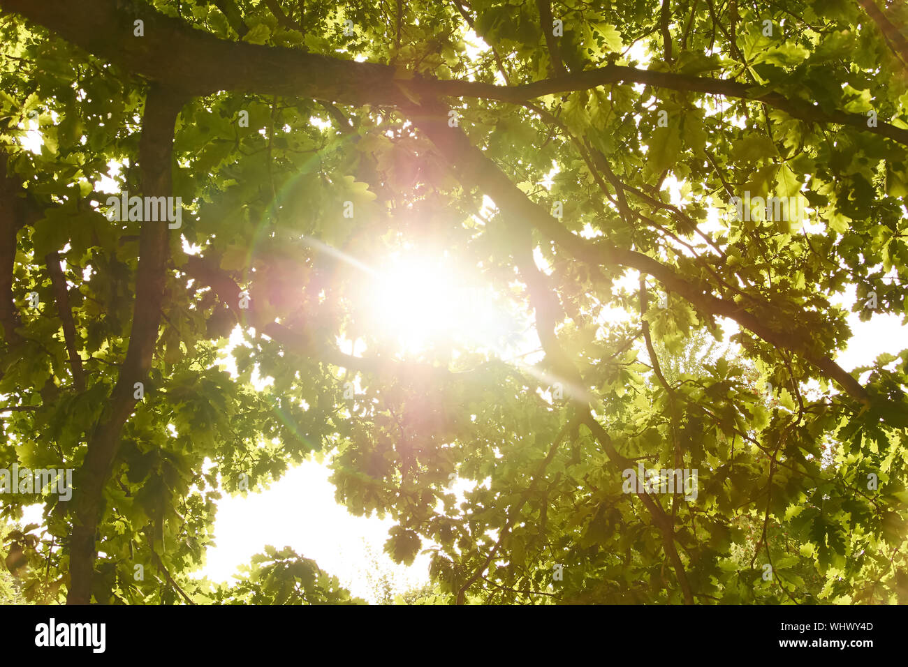 Falling tree branches hi-res stock photography and images - Alamy