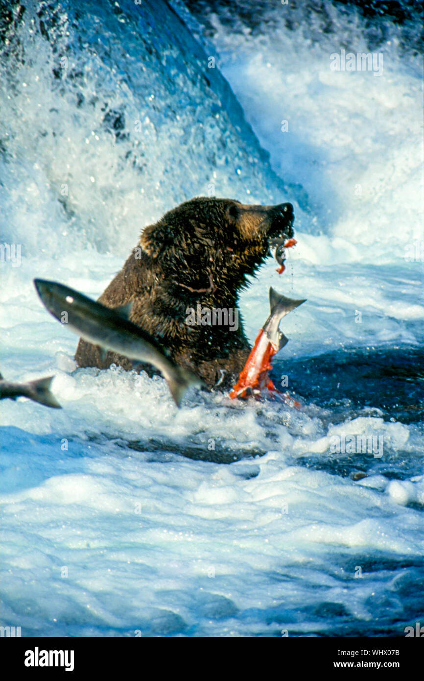 Grizzly bear eating fish hi-res stock photography and images - Alamy