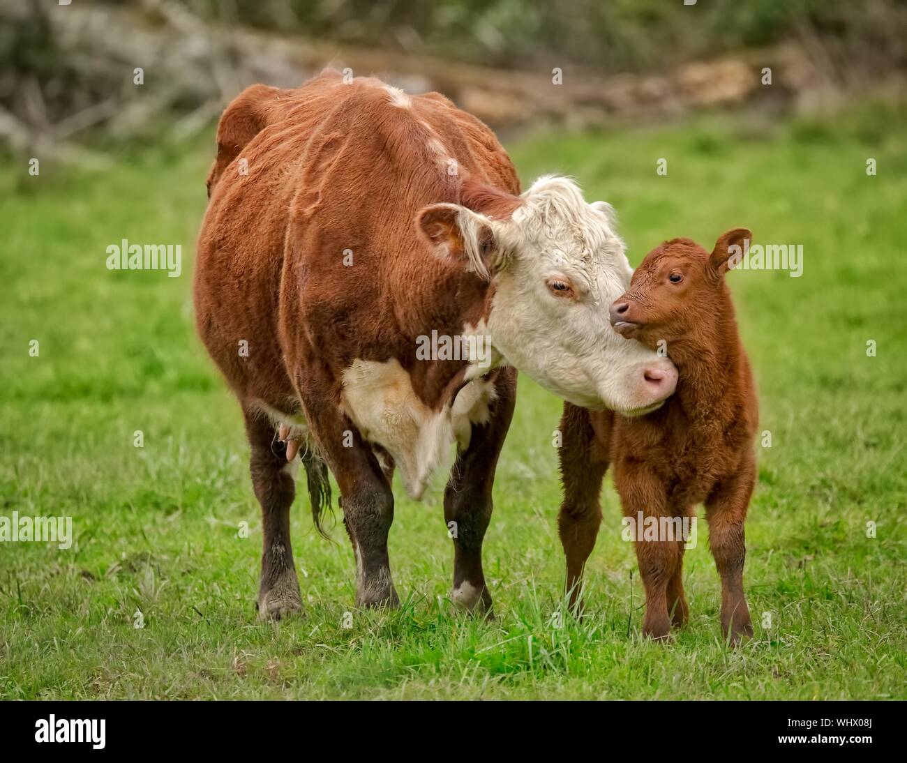 Cow infant hi-res stock photography and images - Alamy