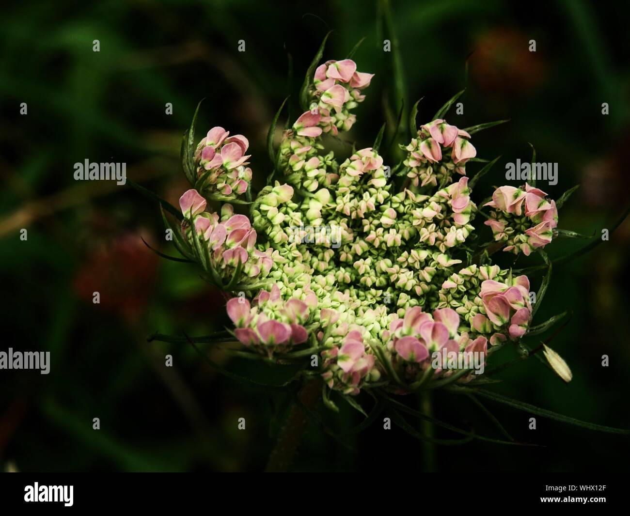 Peach flowers hi-res stock photography and images - Alamy