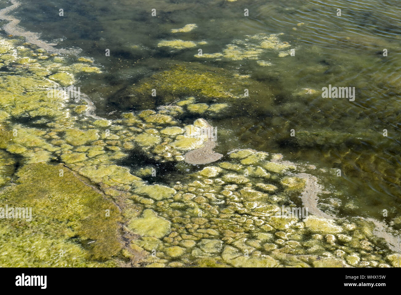 Algae on water hi-res stock photography and images - Alamy