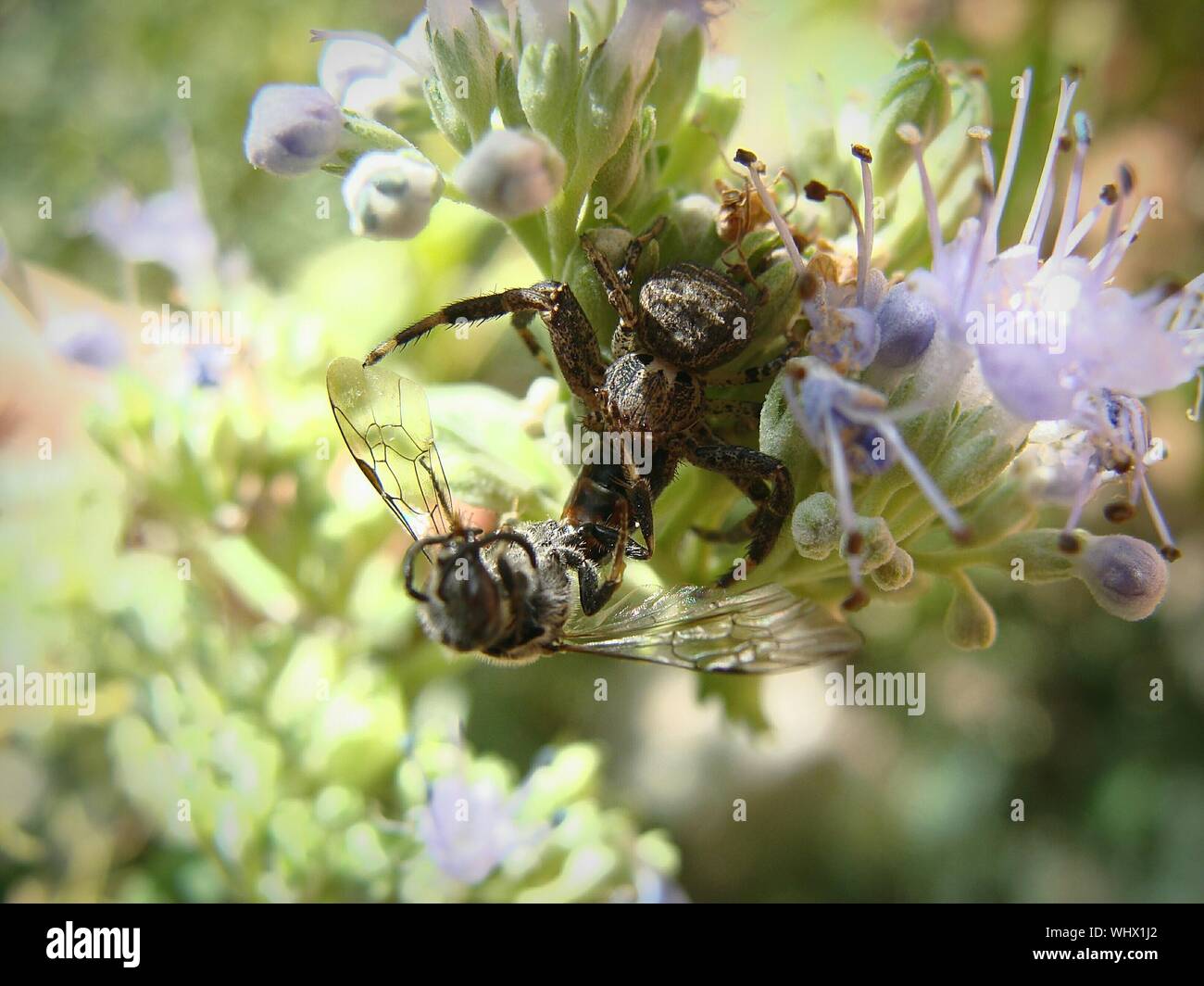 Attacking spider hi-res stock photography and images - Alamy