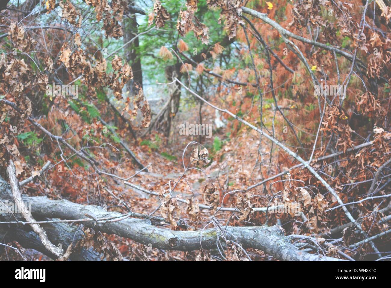 Dead Fallen Leaves High Resolution Stock Photography and Images - Alamy