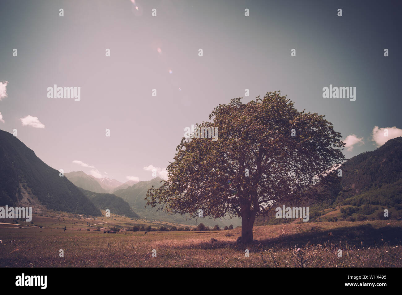 Massive oak tree with grass and sun light. North Caucasus Stock Photo ...