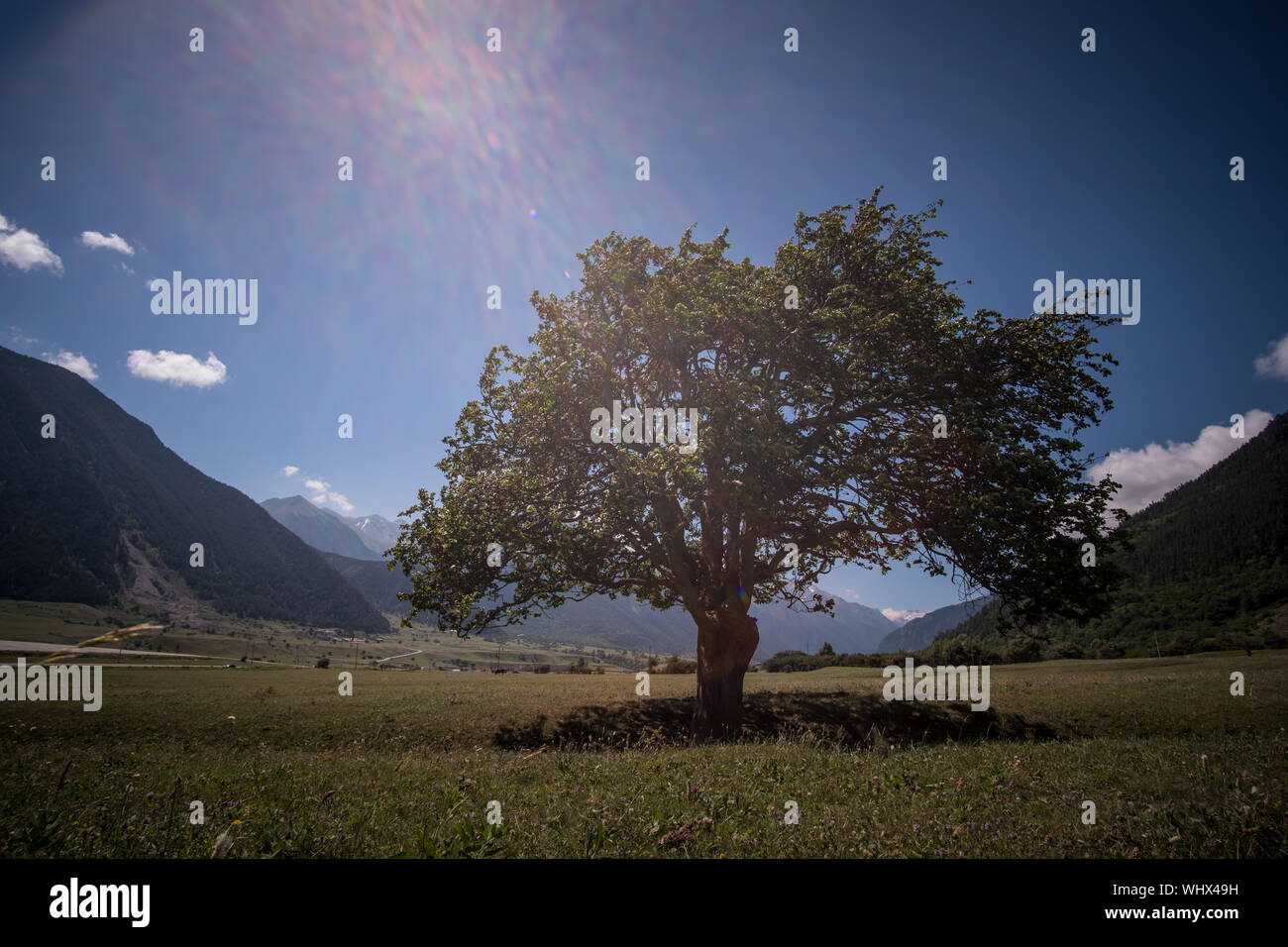 Massive oak tree with grass and sun light. North Caucasus Stock Photo ...