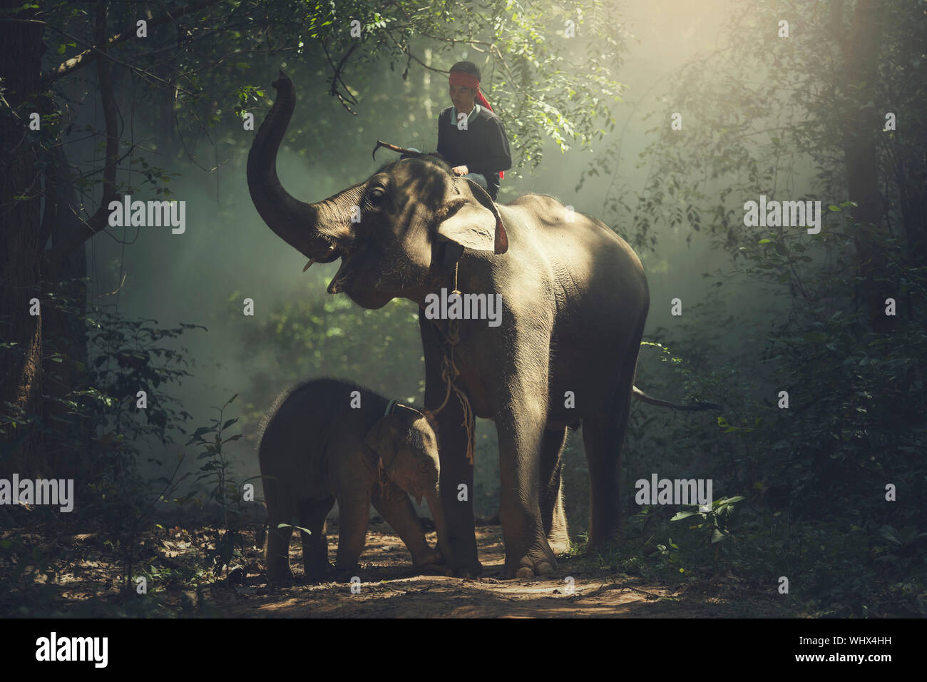 Man riding elephant in nature hi-res stock photography and images - Alamy