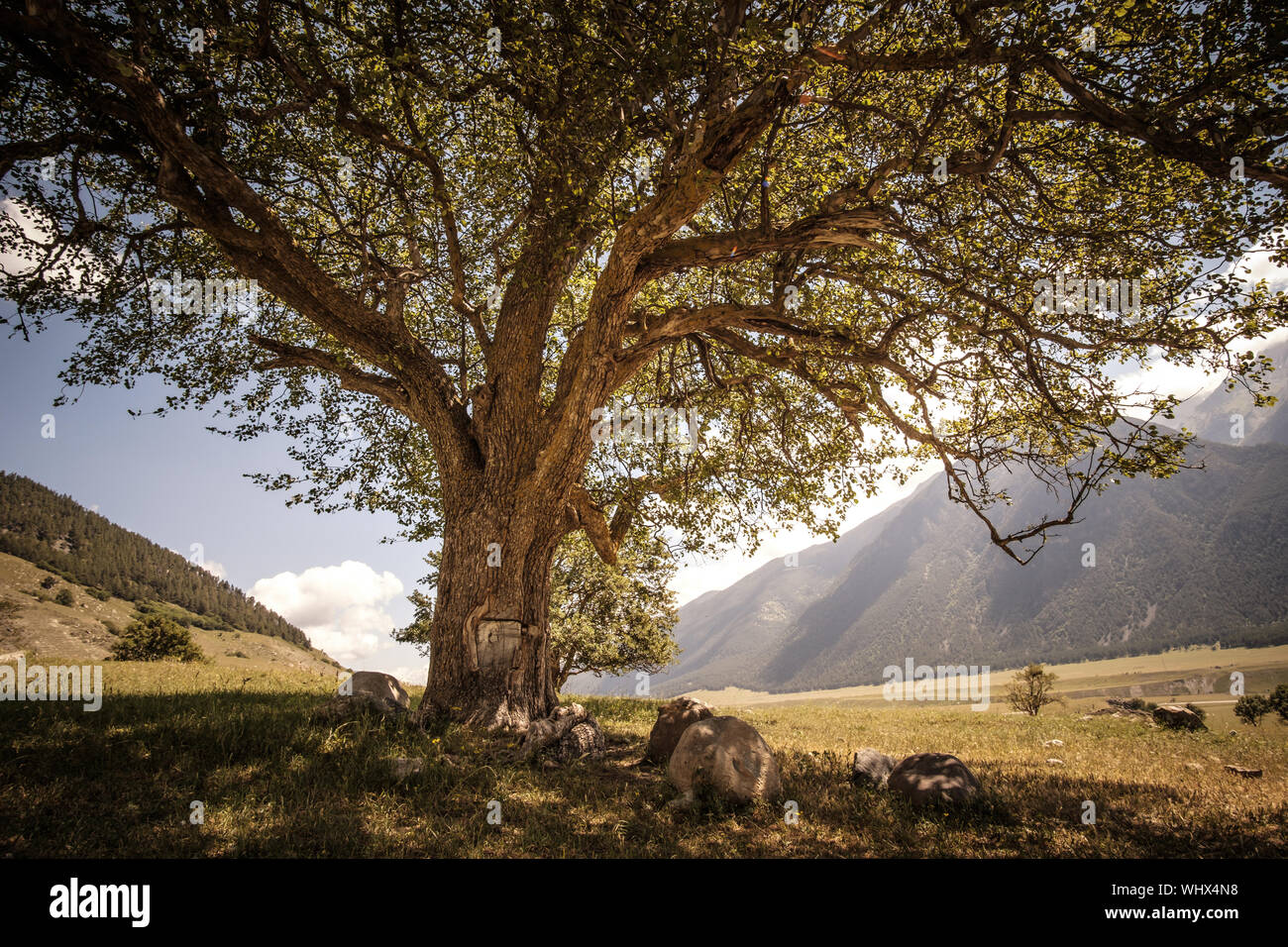 Massive oak tree with grass and sun light. North Caucasus Stock Photo ...