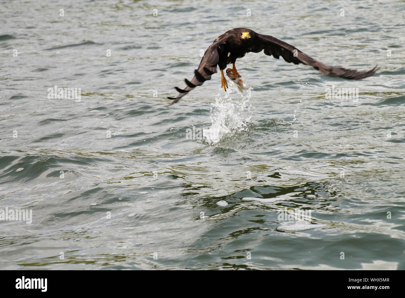 Fish eagle hunting hi-res stock photography and images - Alamy