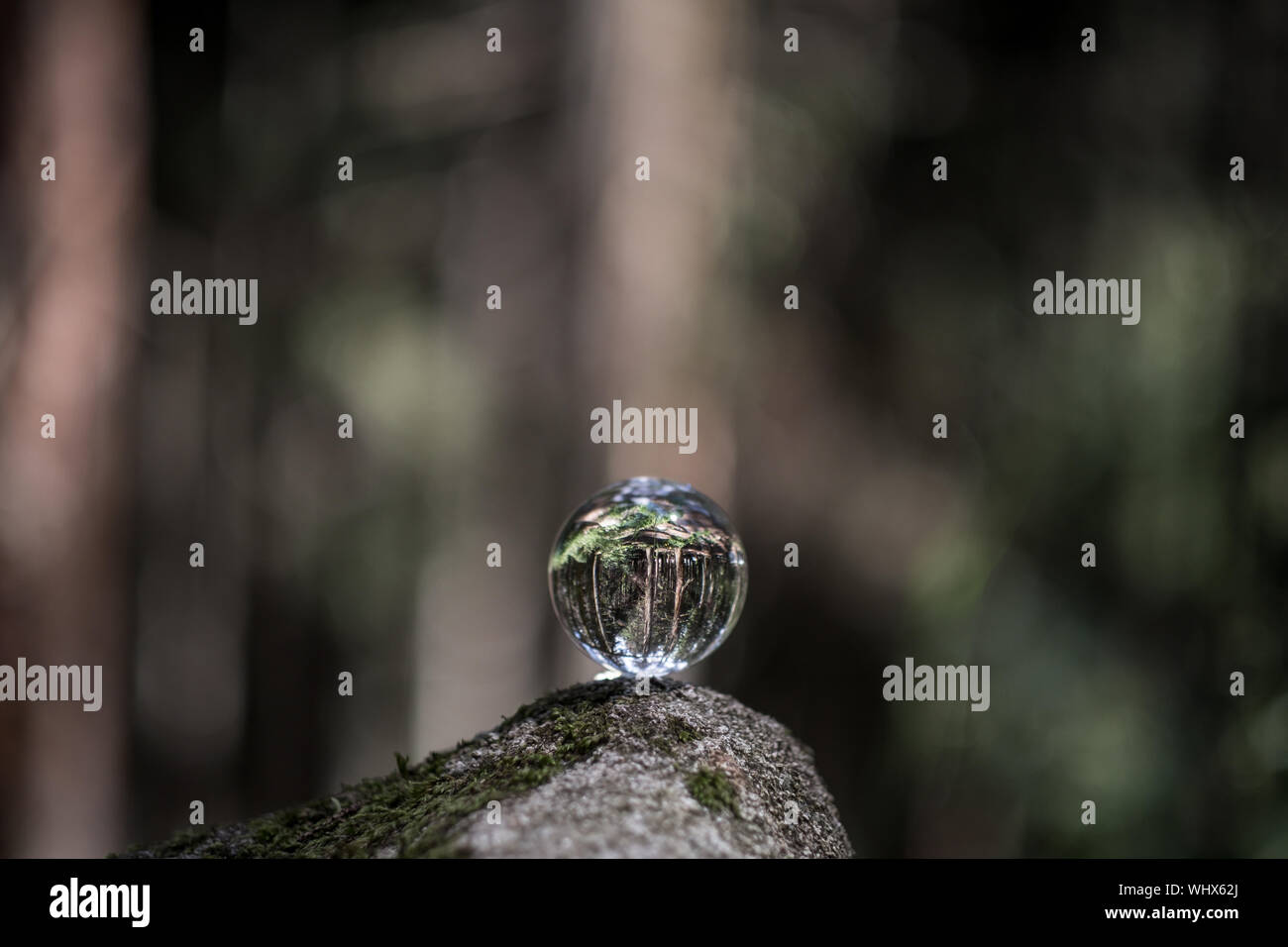 the concept of nature, green forest. Crystal ball on a wooden stump ...