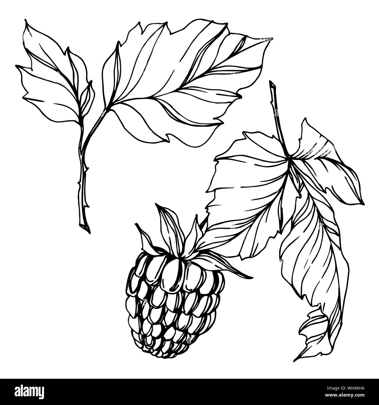 Vector Raspberry healthy food fresh berry isolated element. Black and ...